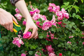 How to DIY Deadheading: A Simple Guide for Gardeners – Eureka Farms