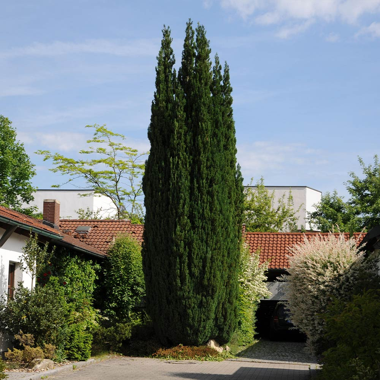 Trees to plant in winter-ultimate guide – Eureka Farms