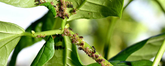 How to Grow and Care For Croton – Eureka Farms