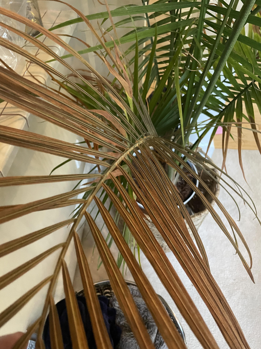 Why is my Majesty Palm Turning Brown and Yellow? – Eureka Farms