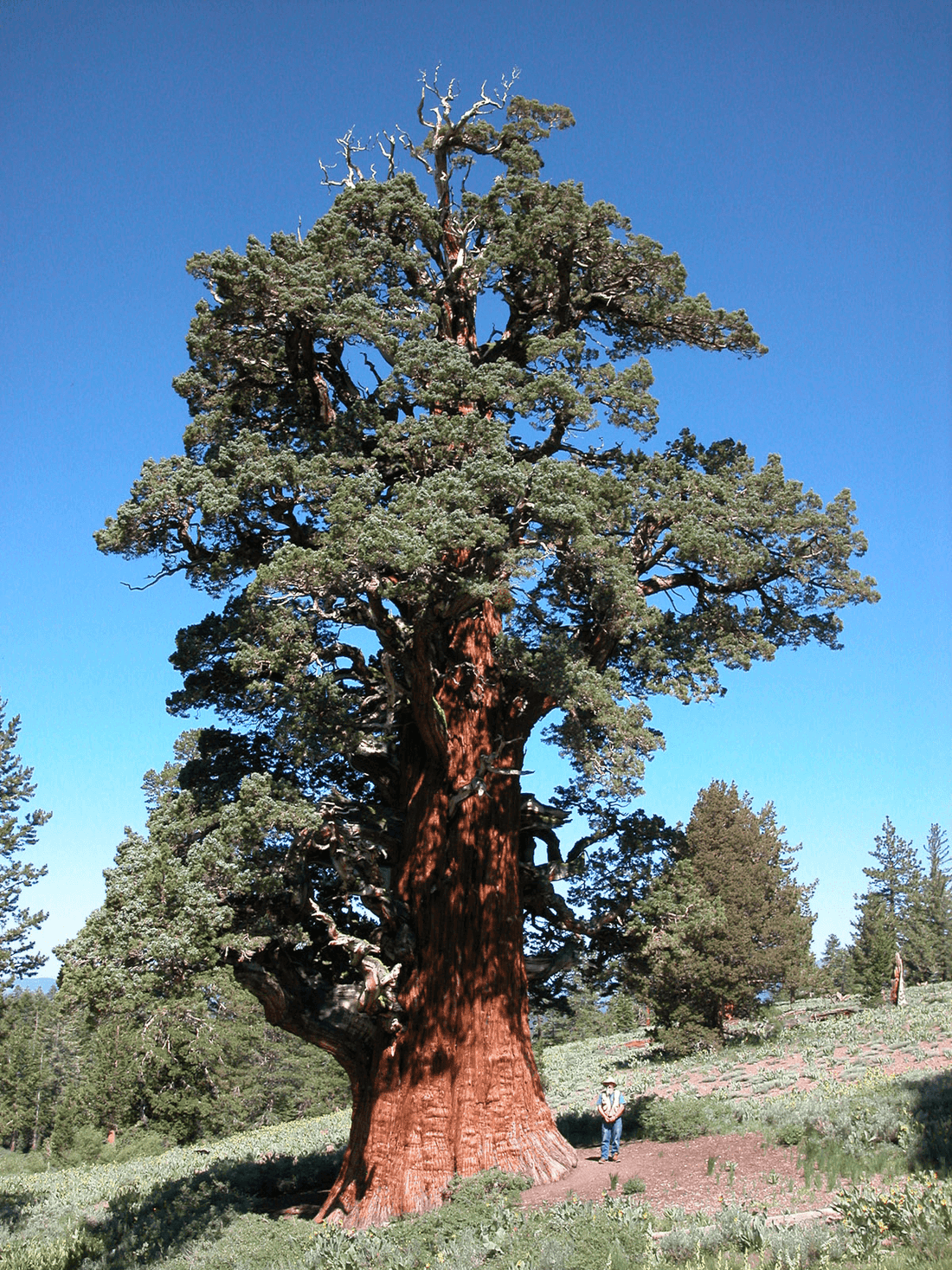 Facts About Juniper Trees-Ultimate Guide – Eureka Farms