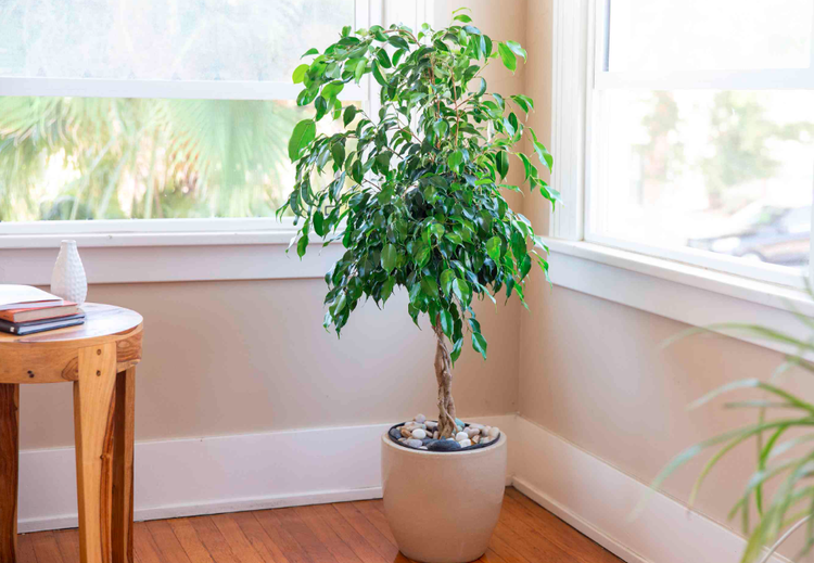 Top 10 Highest Oxygen-Producing Indoor Plants – Eureka Farms
