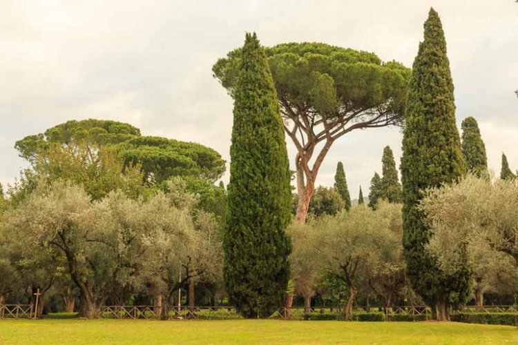 Dwarf Italian Cypress: Growing and Care Tips – Eureka Farms