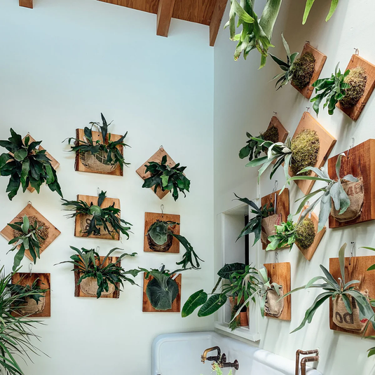 How To Mount A Plant? – Eureka Farms