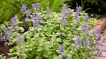 How to DIY Deadheading: A Simple Guide for Gardeners – Eureka Farms