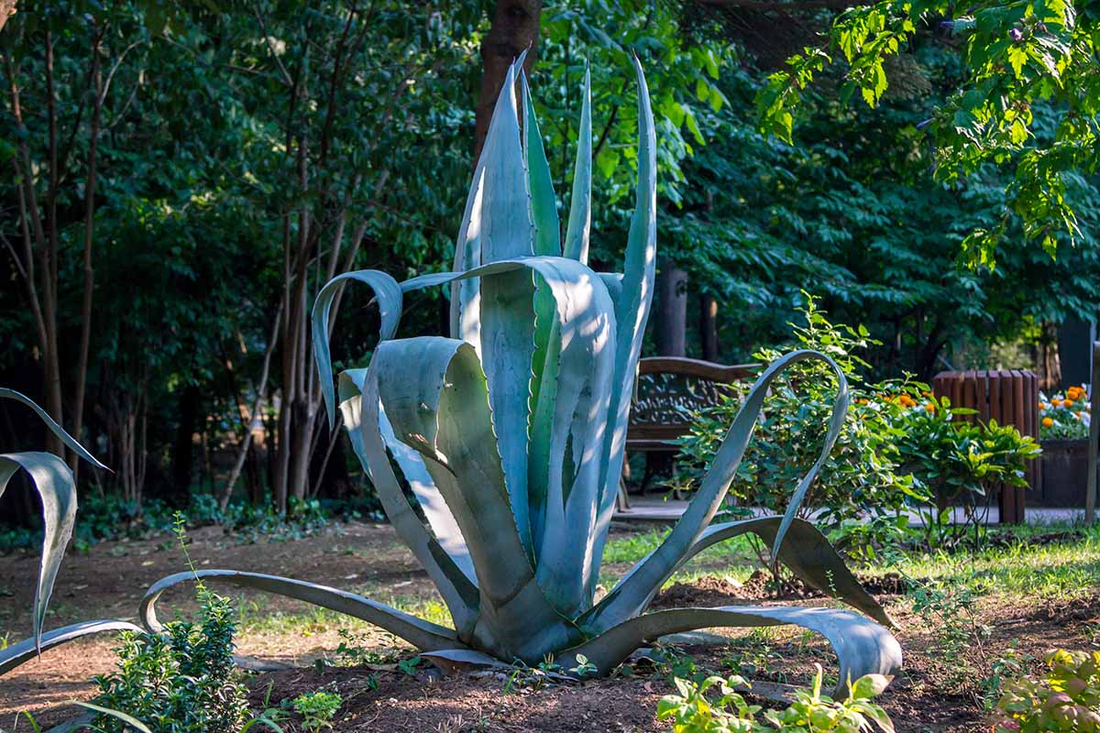 How to Grow Super Blue Agave Americana – Eureka Farms