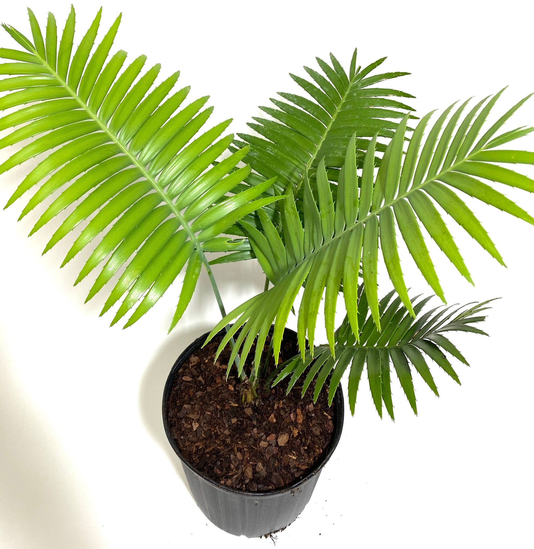Dioon Spinulosum, Mexican Cycad, Gum Exotic Palm | Eureka Farms