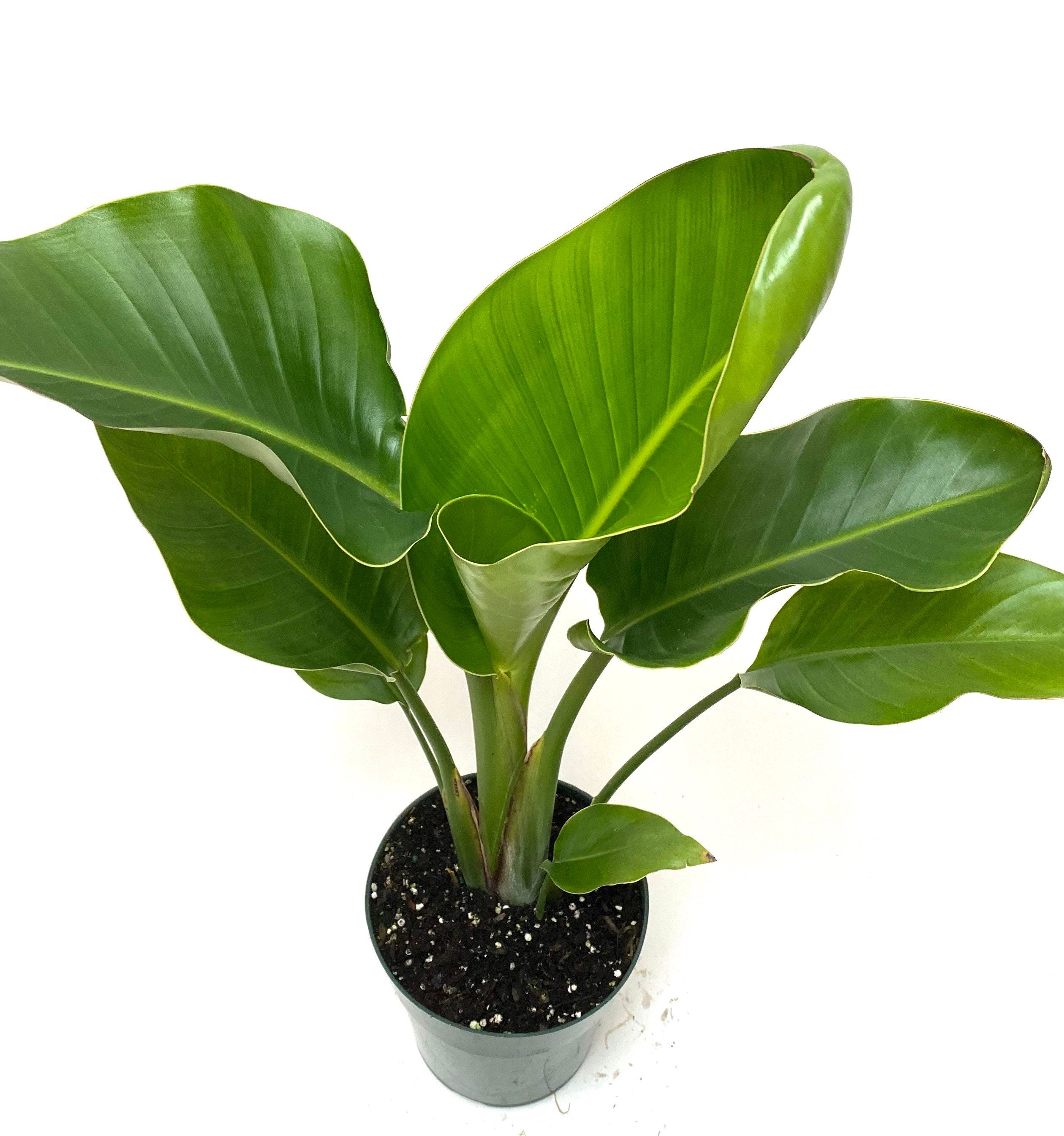 Bird of Paradise White, Strelitzia Nicolai | Eureka Farms