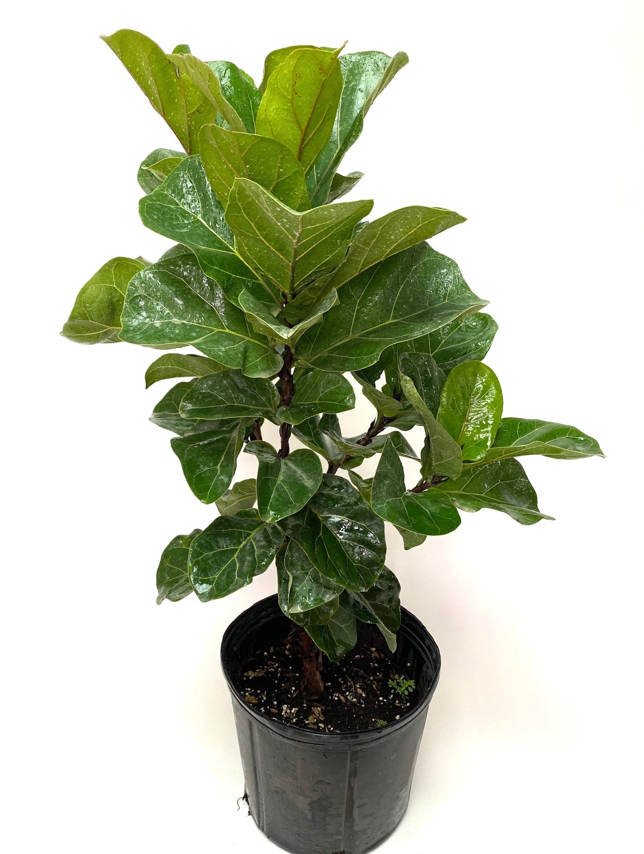 Ficus Bambino Bush, Fiddle Leaf Fig Tree – Eureka Farms