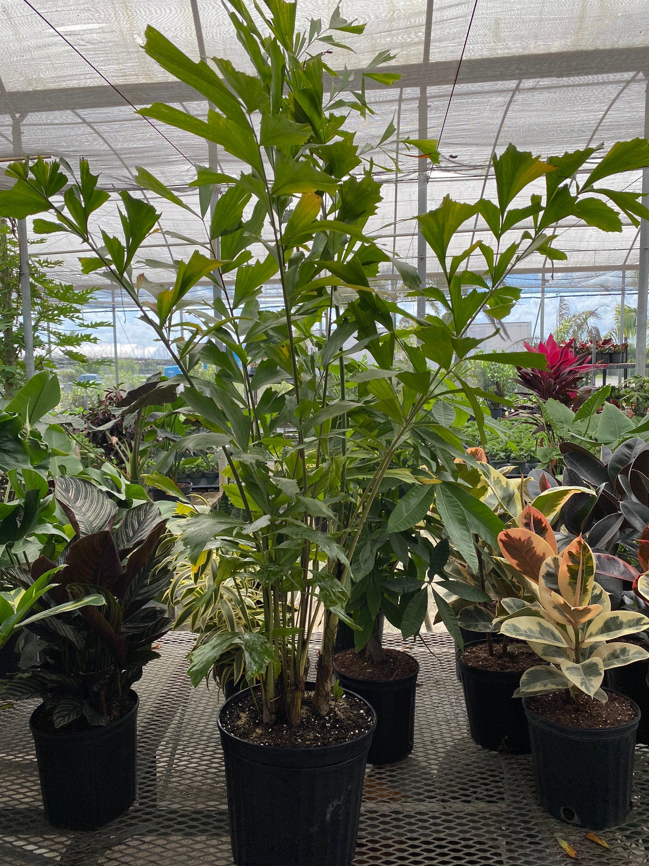 Fish Tail Palm, Caryota Mitis, Privacy Tree | Eureka Farms