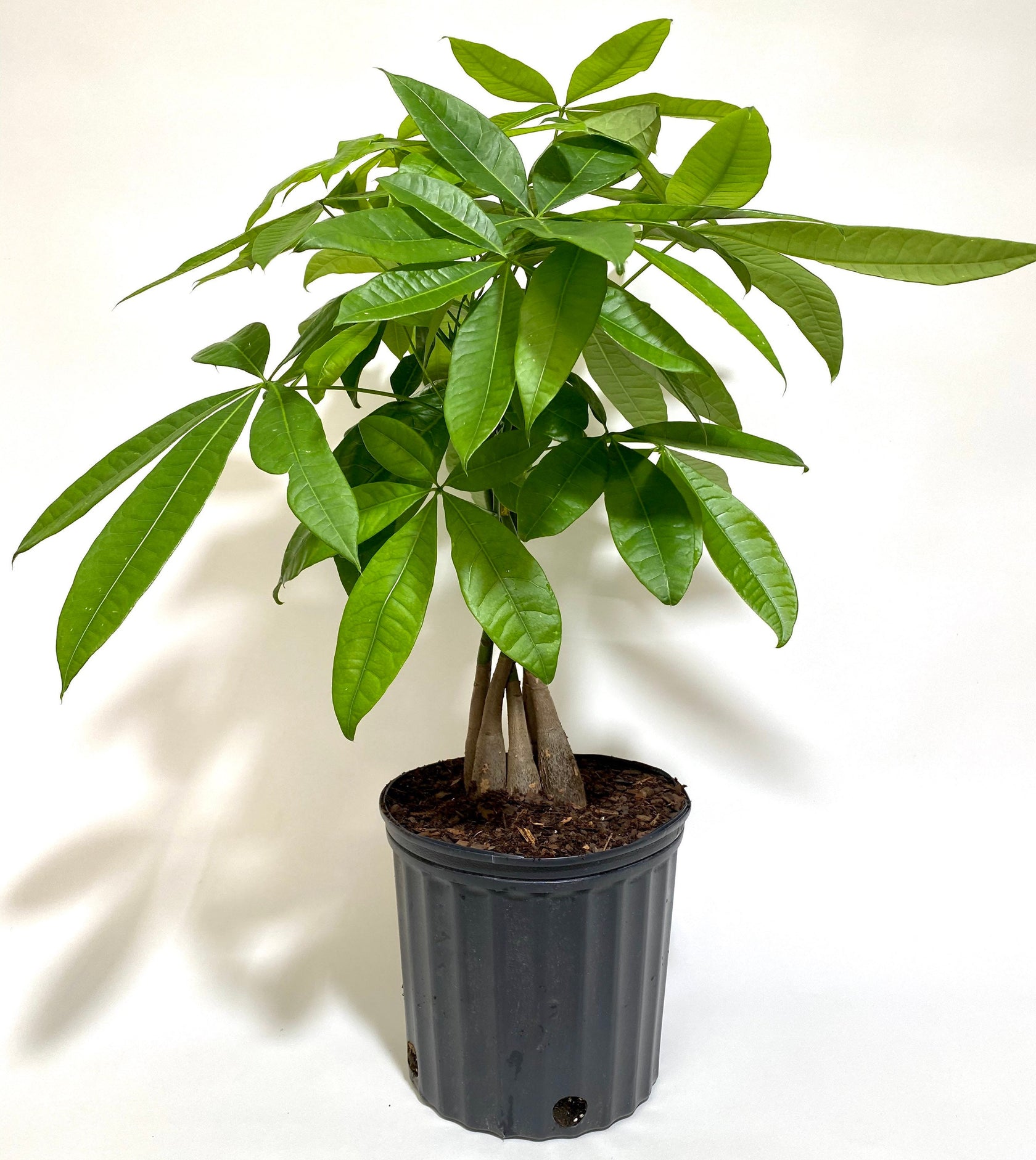 Money Tree Braided, Pachira Aquatica, Good Luck Tree – Eureka Farms