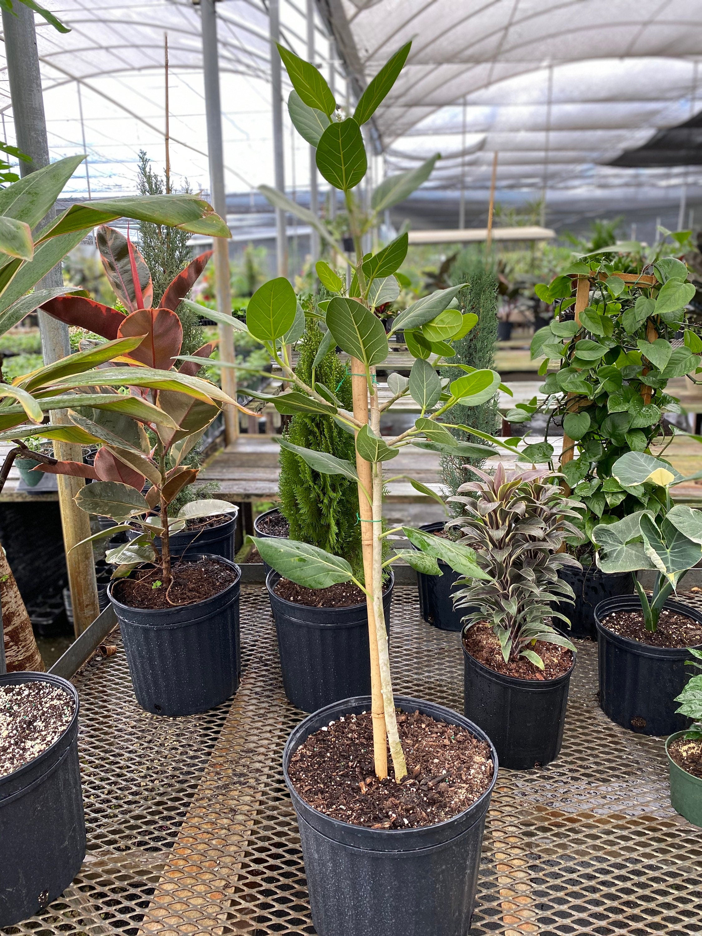 Ficus Audrey Tree Form Single, Ficus Benghalensisis Bengal Fig – Eureka ...