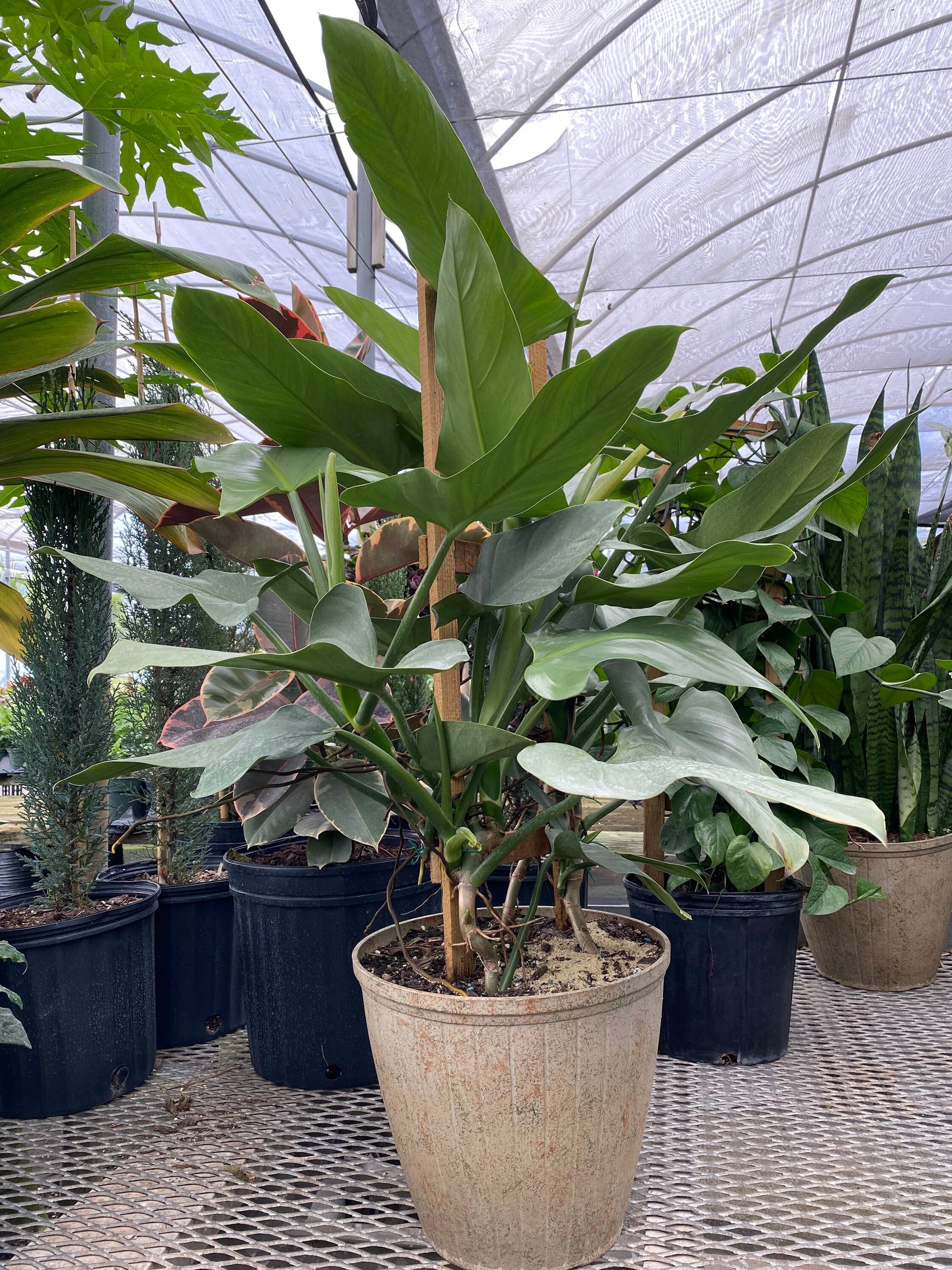 Buy Philodendron Silver Sword Trellis | Eureka Farms