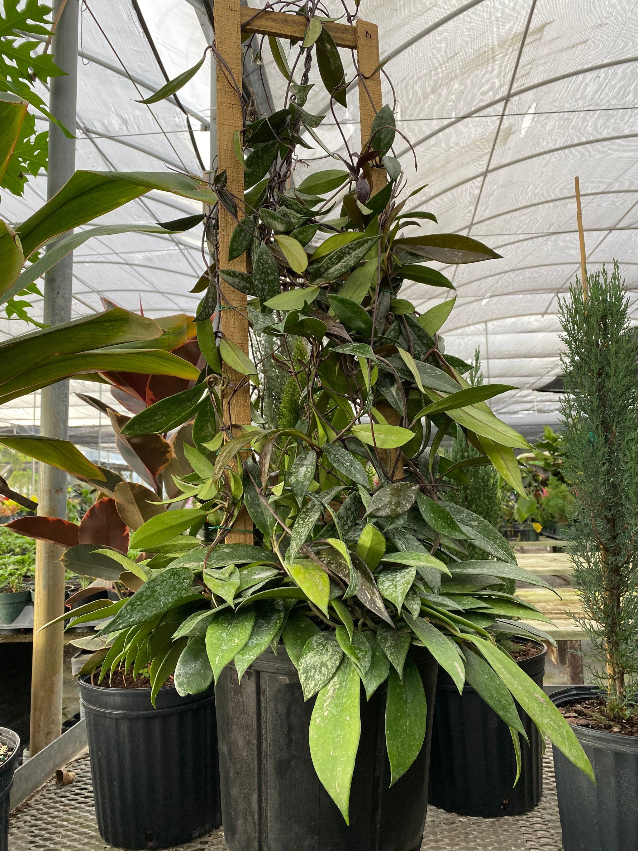 Hoya Publicalyx Splash in Trellis, Live Plant Variegated – Eureka Farms