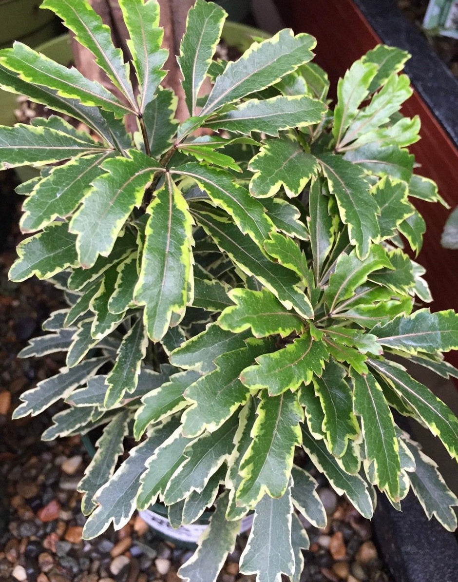 Explore Our Collection of Aralia Plants | Eureka Farms