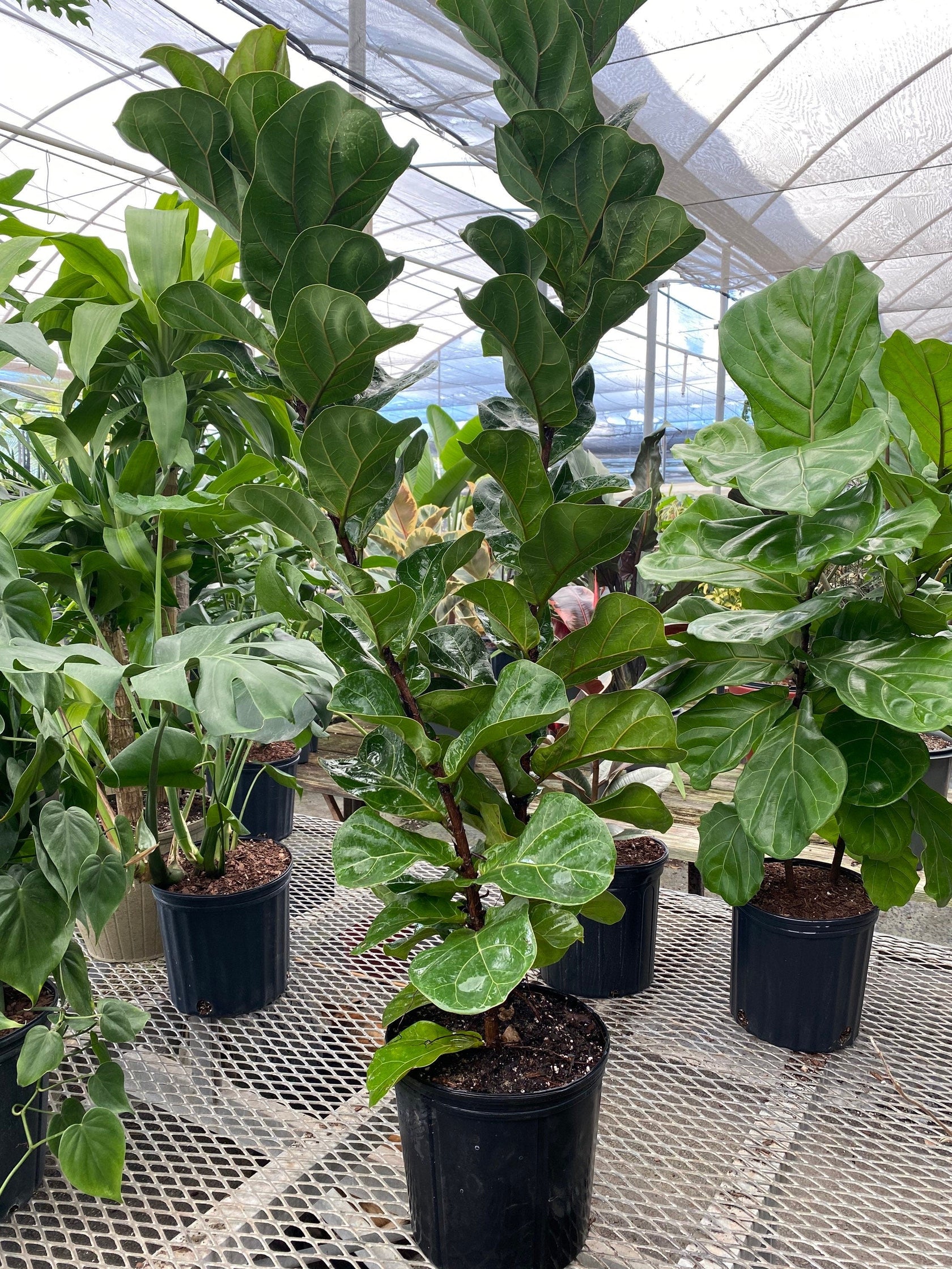 Ficus Bambino Bush, Fiddle Leaf Fig Tree – Eureka Farms