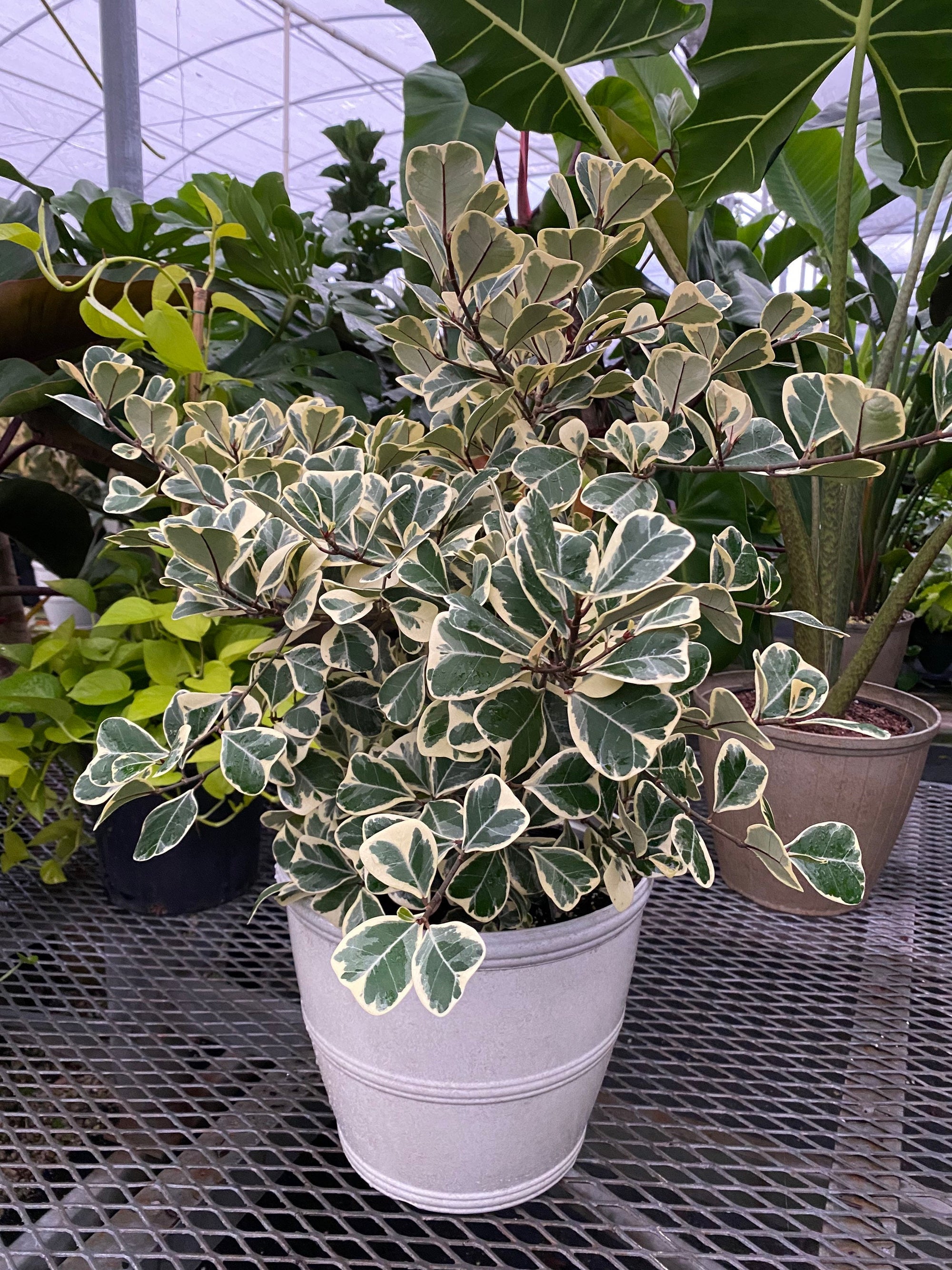 Buy Ficus Triangularis Variegata | Eureka Farms