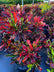 Shop Our Croton Mammy Red | Eureka Farms