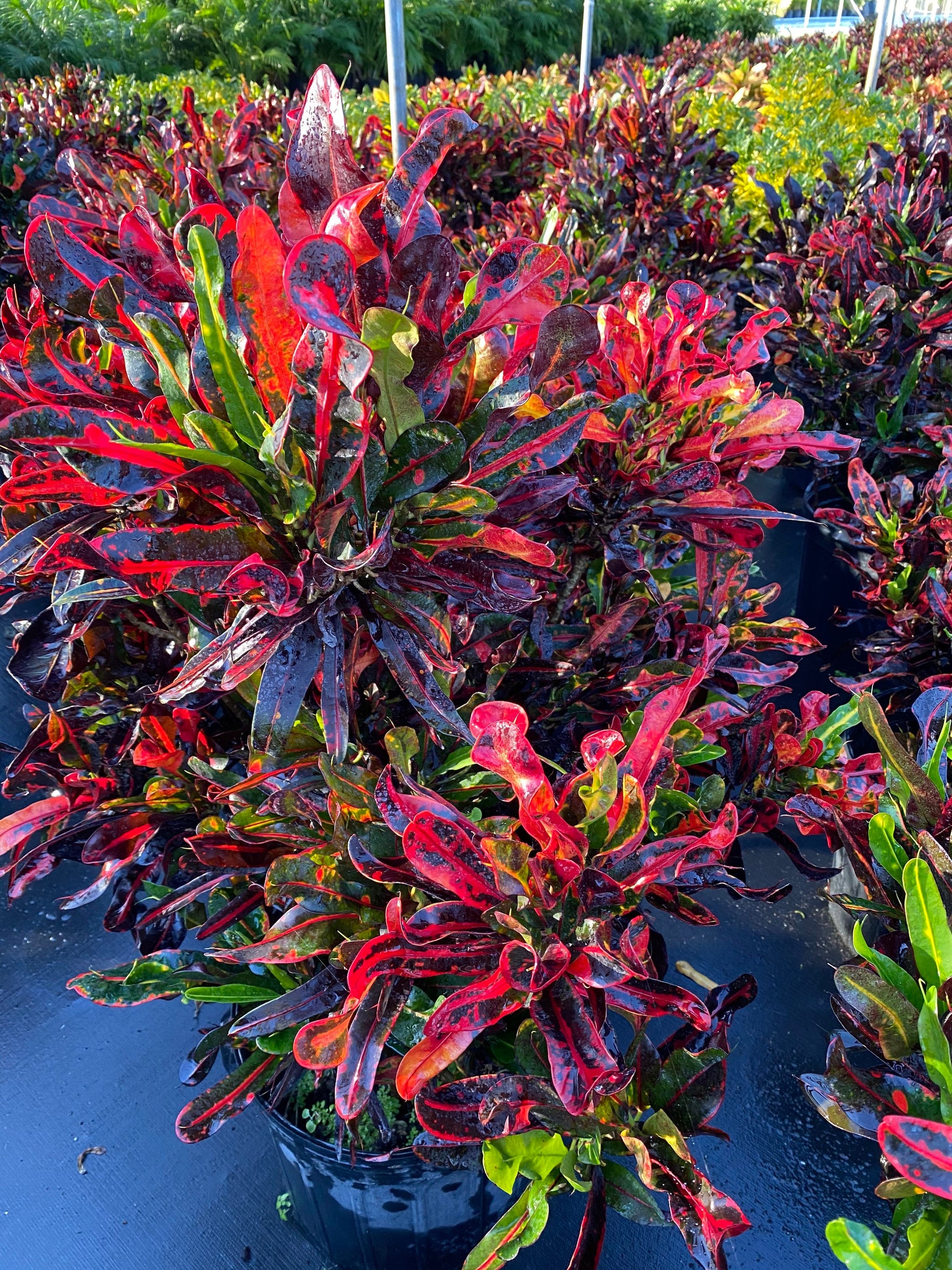 Croton Mammy Red, Mammey Live Tropical Plant Indoor or Outdoor – Eureka ...