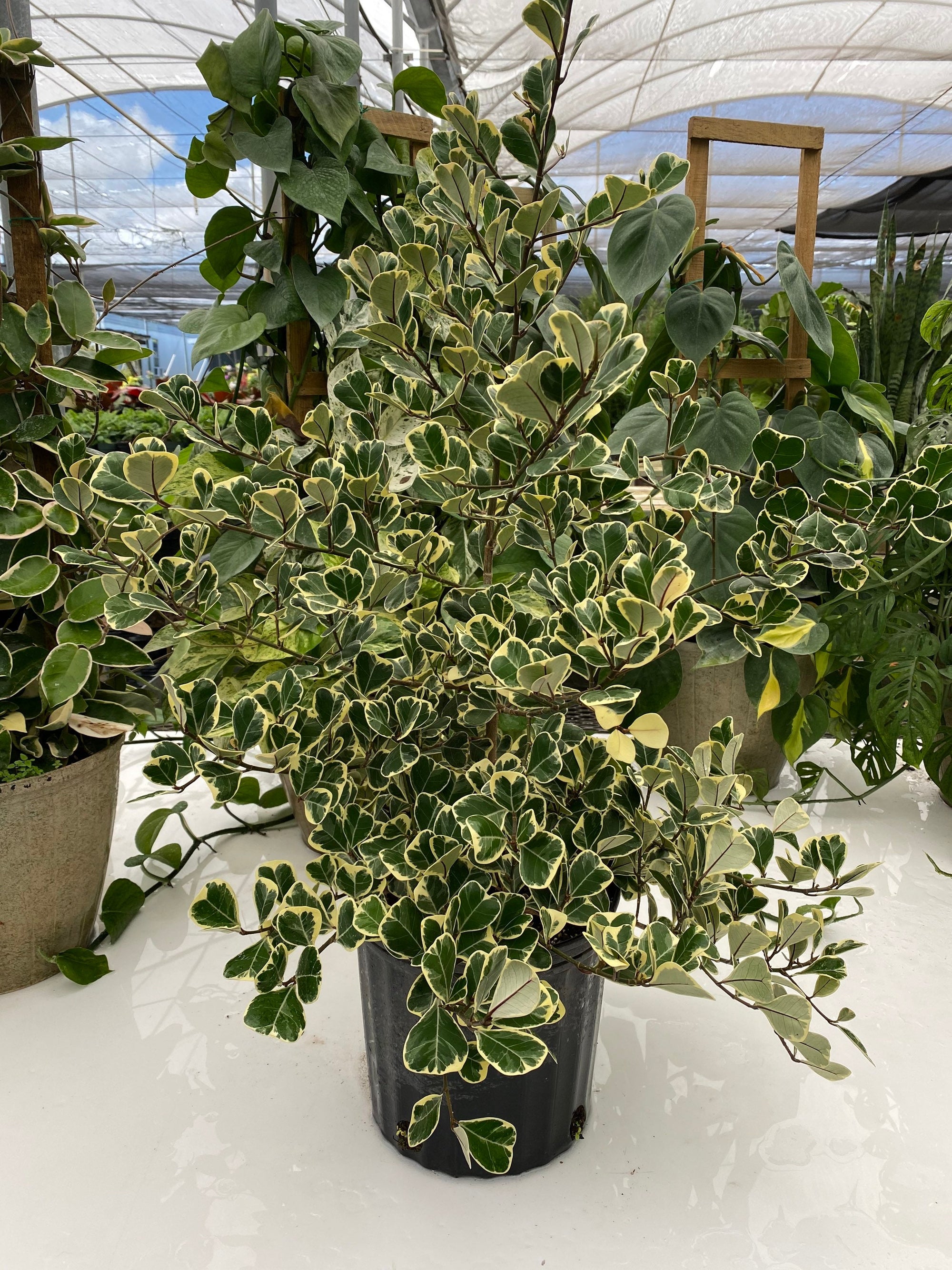 Buy Ficus Triangularis Variegata | Eureka Farms