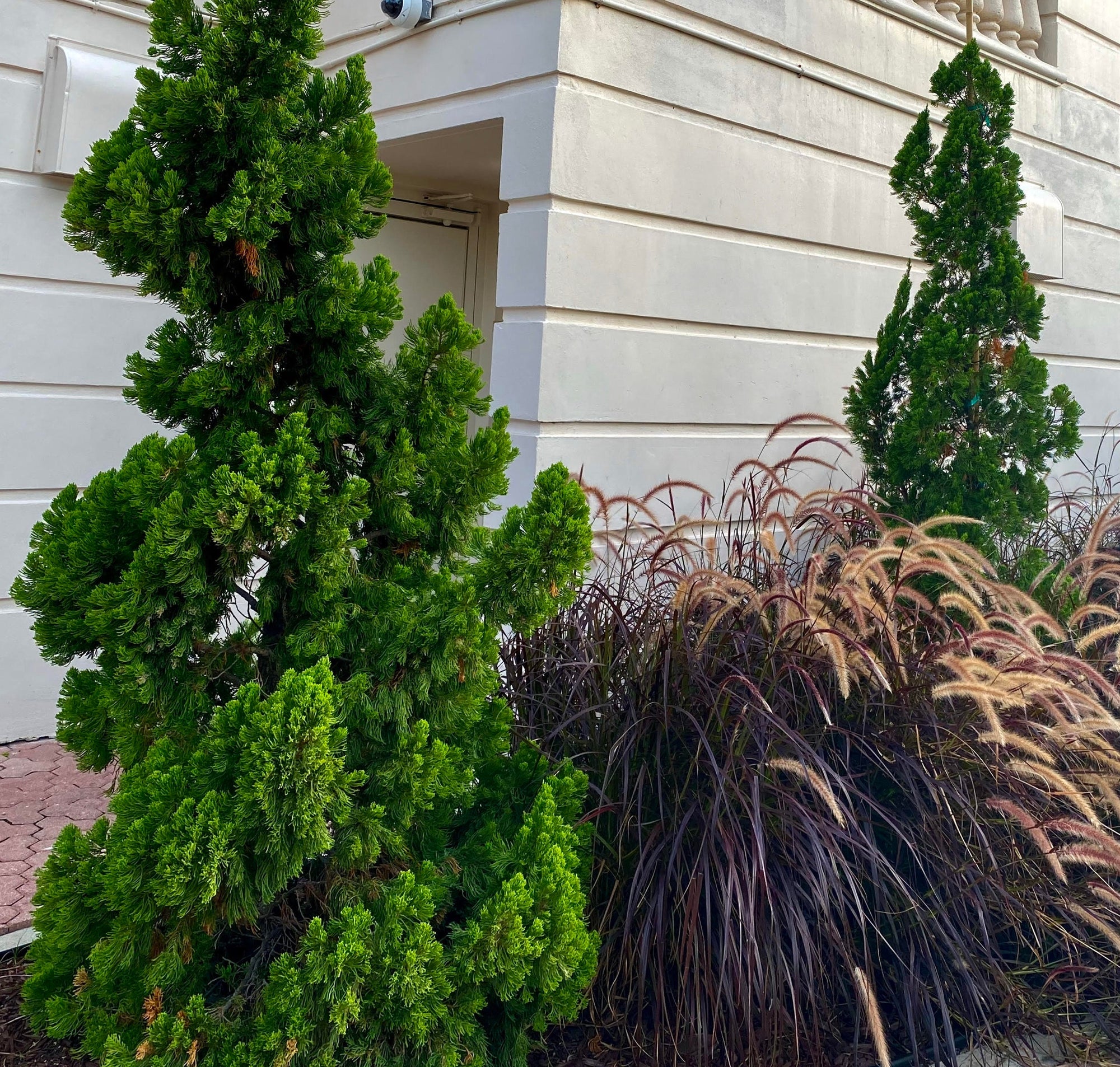 Hollywood Juniper Juniperus Chinensis Torulosa | Eureka Farms