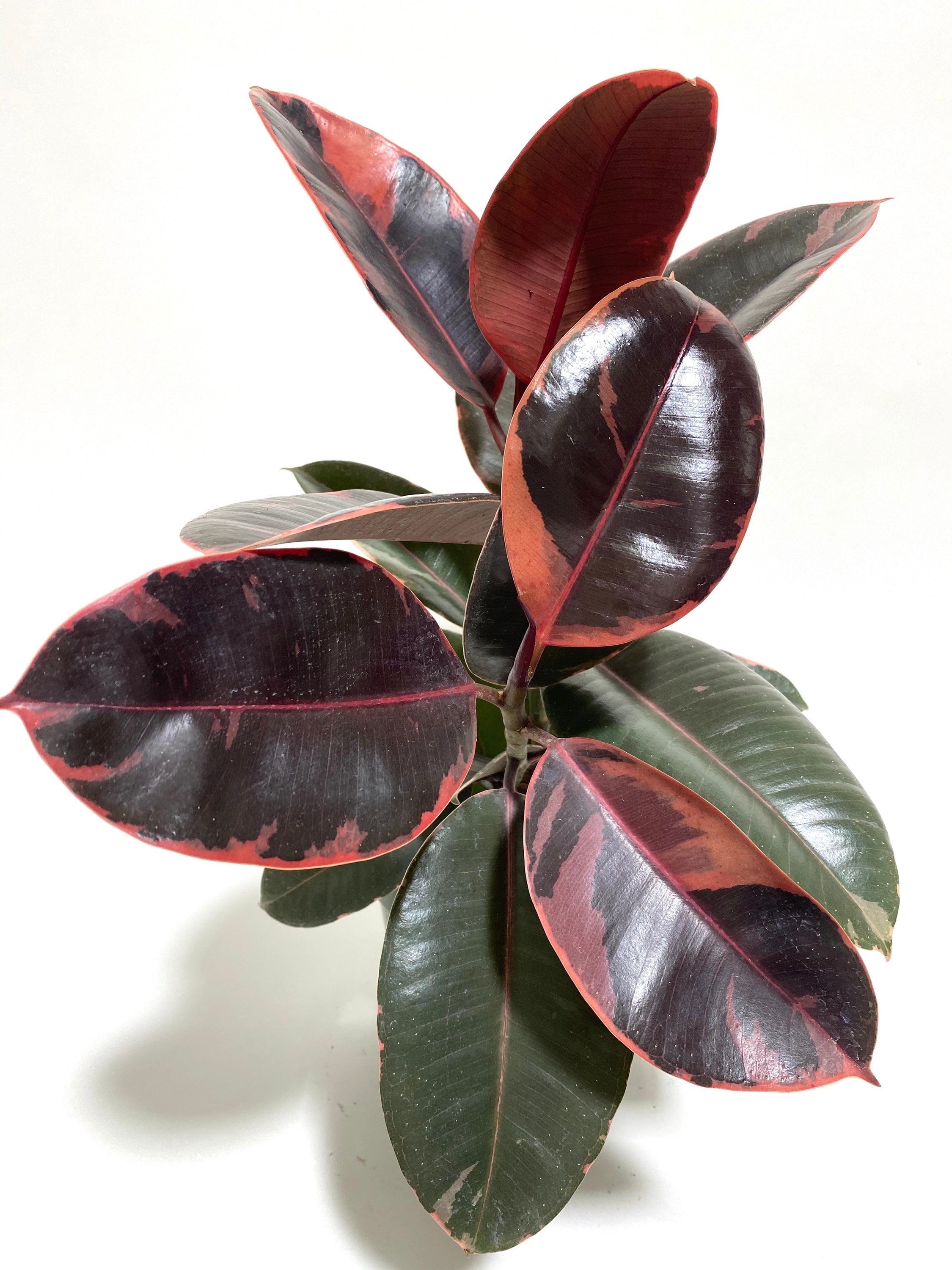 Ficus Ruby Bush, Rubber Tree Live Plant Indoor Air Purifier – Eureka Farms