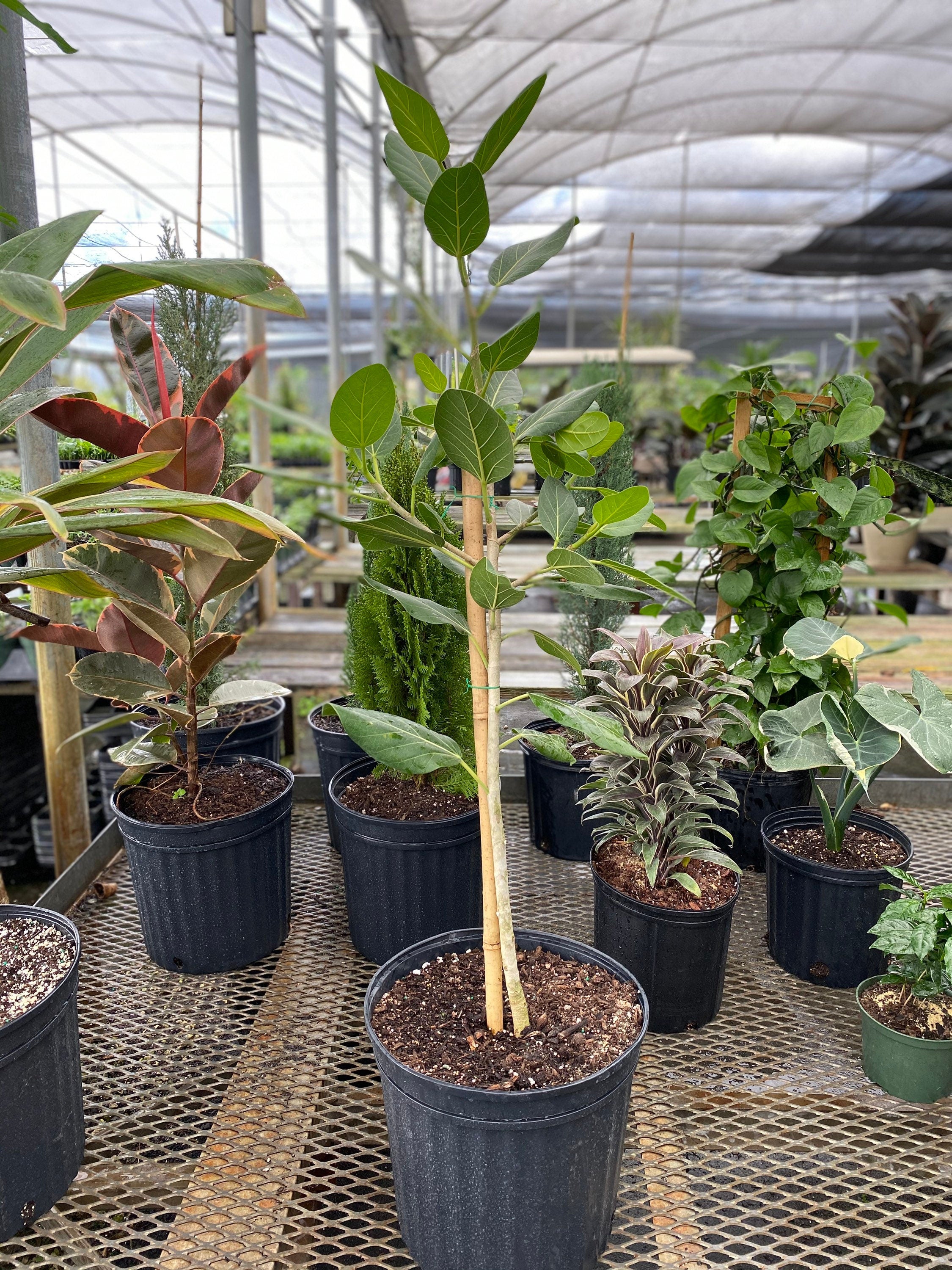 Shop Our Ficus Audrey Tree Form Single | Eureka Farms