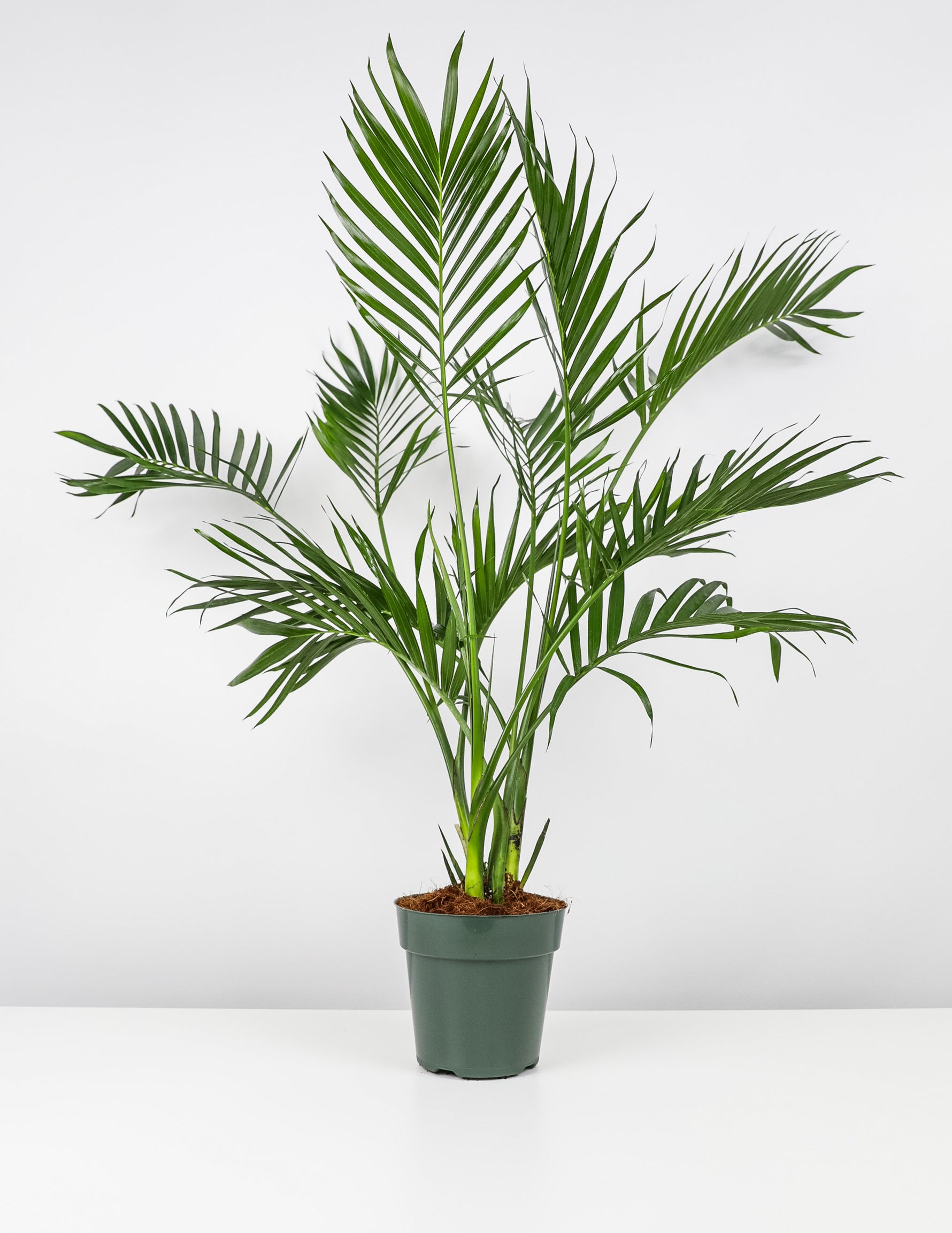 Buy the Cat Palm, Live Tropical Plant Indoor – Eureka Farms