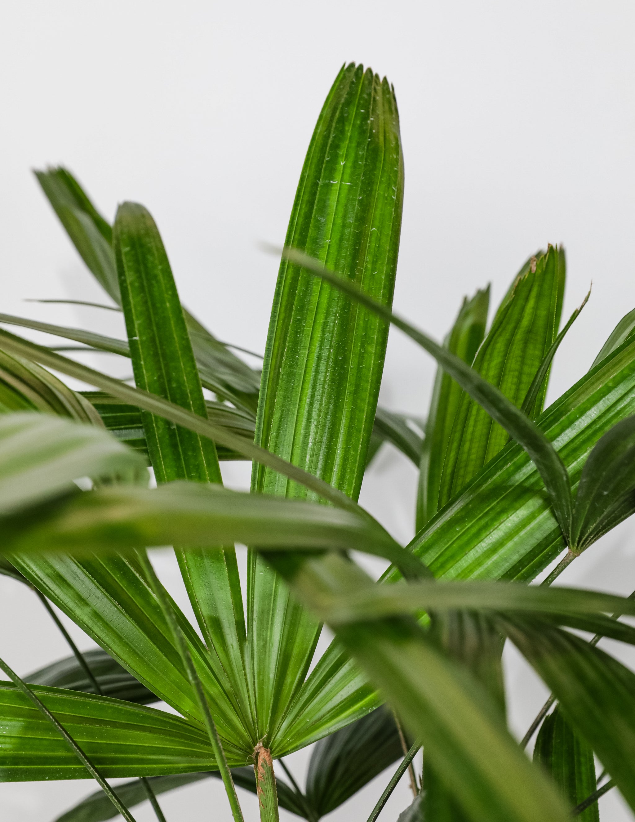Lady Palm, Rhapis Excelsa, Indoor Queen Palm – Eureka Farms