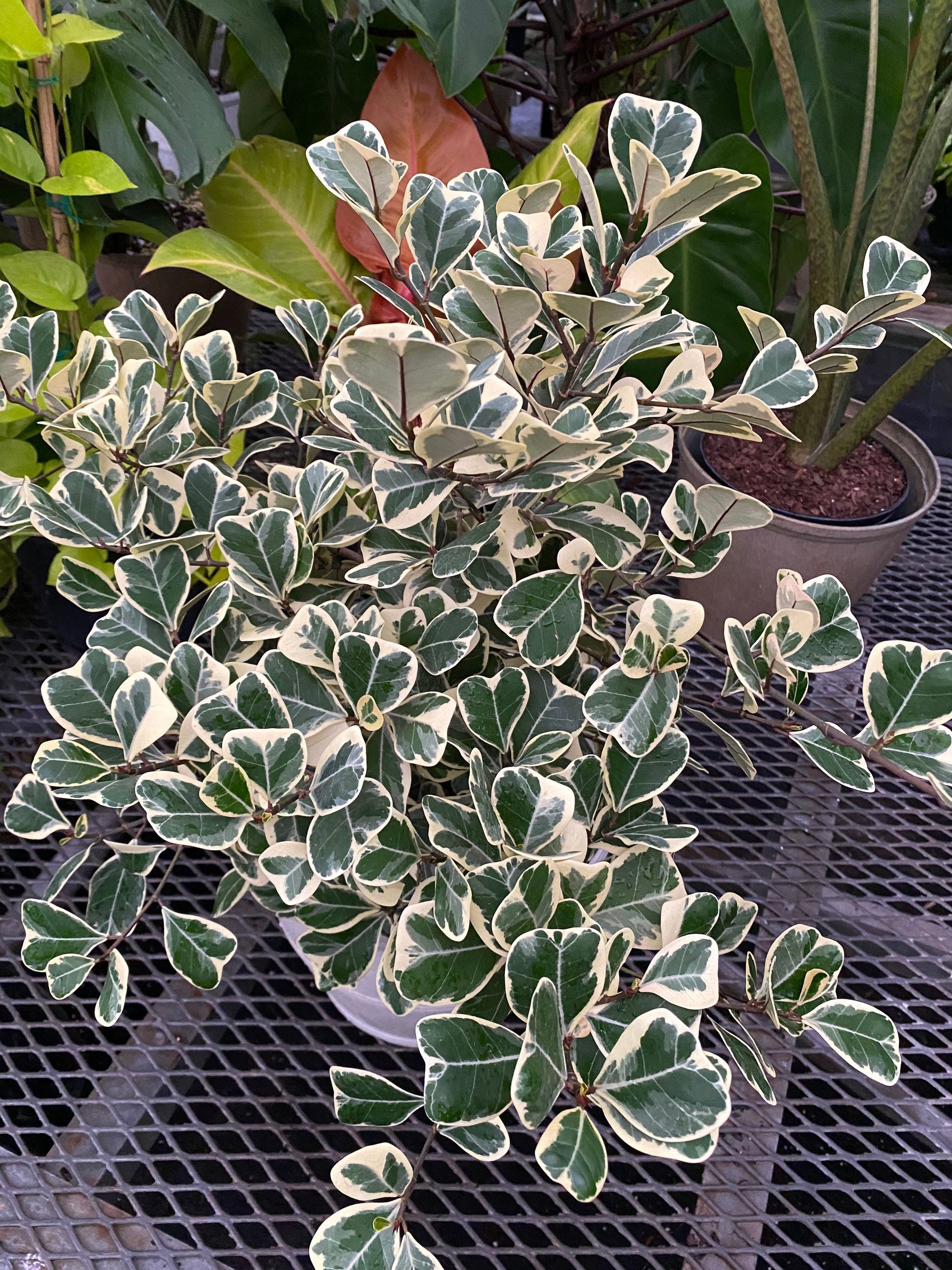Ficus Triangularis Variegata, Bush Form Live Tropical Plant – Eureka Farms