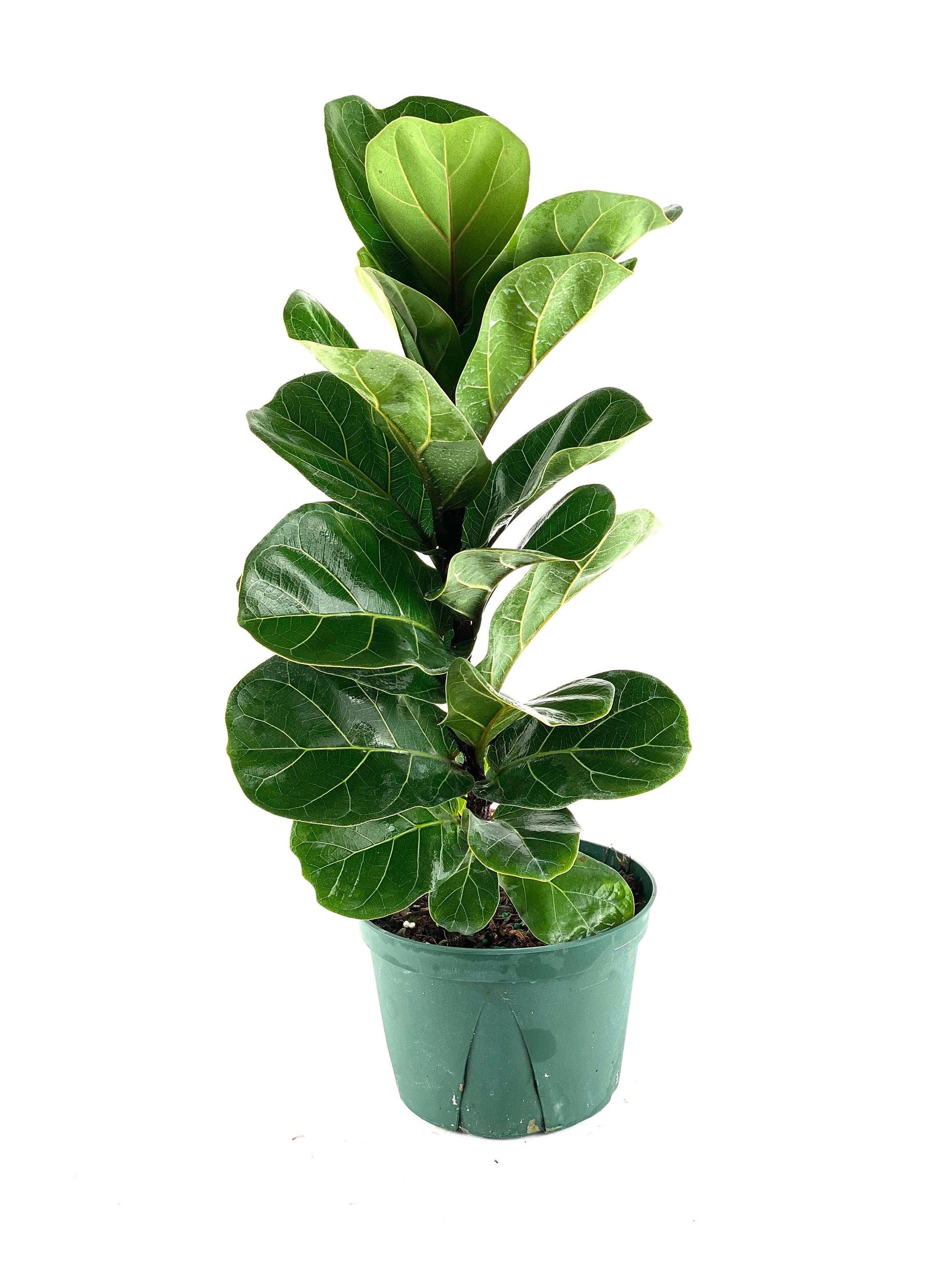 Explore Our Ficus Bambino Bush | Eureka Farms