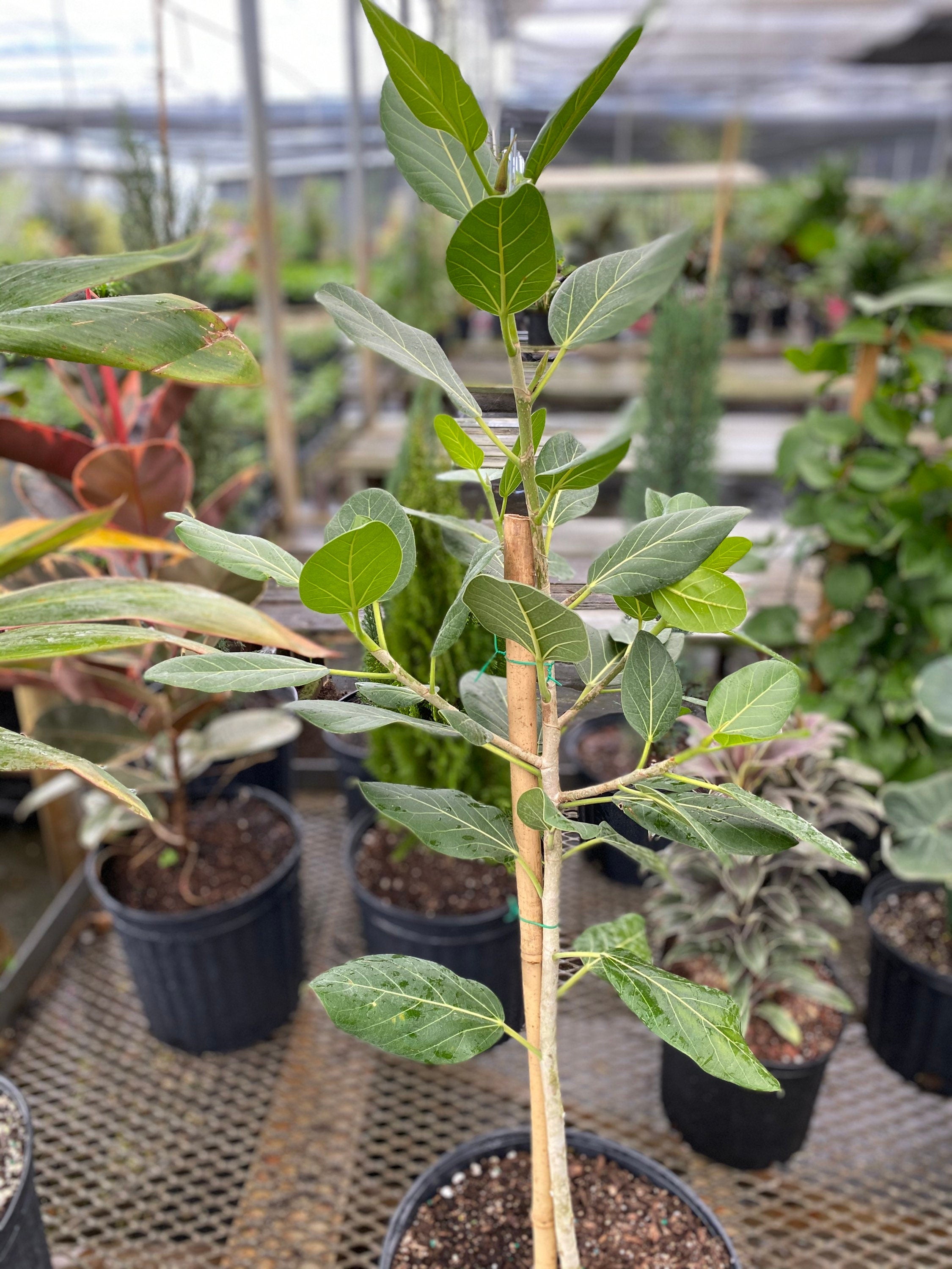 Shop Our Ficus Audrey Tree Form Single | Eureka Farms