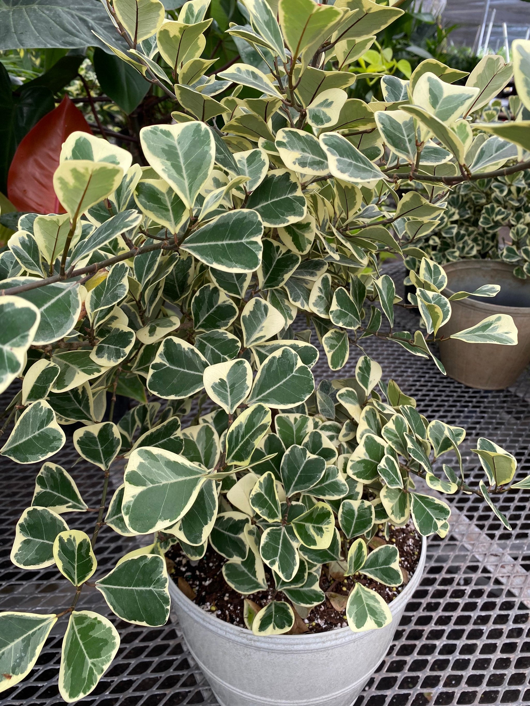 Ficus Triangularis Variegata, Bush Form Live Tropical Plant – Eureka Farms