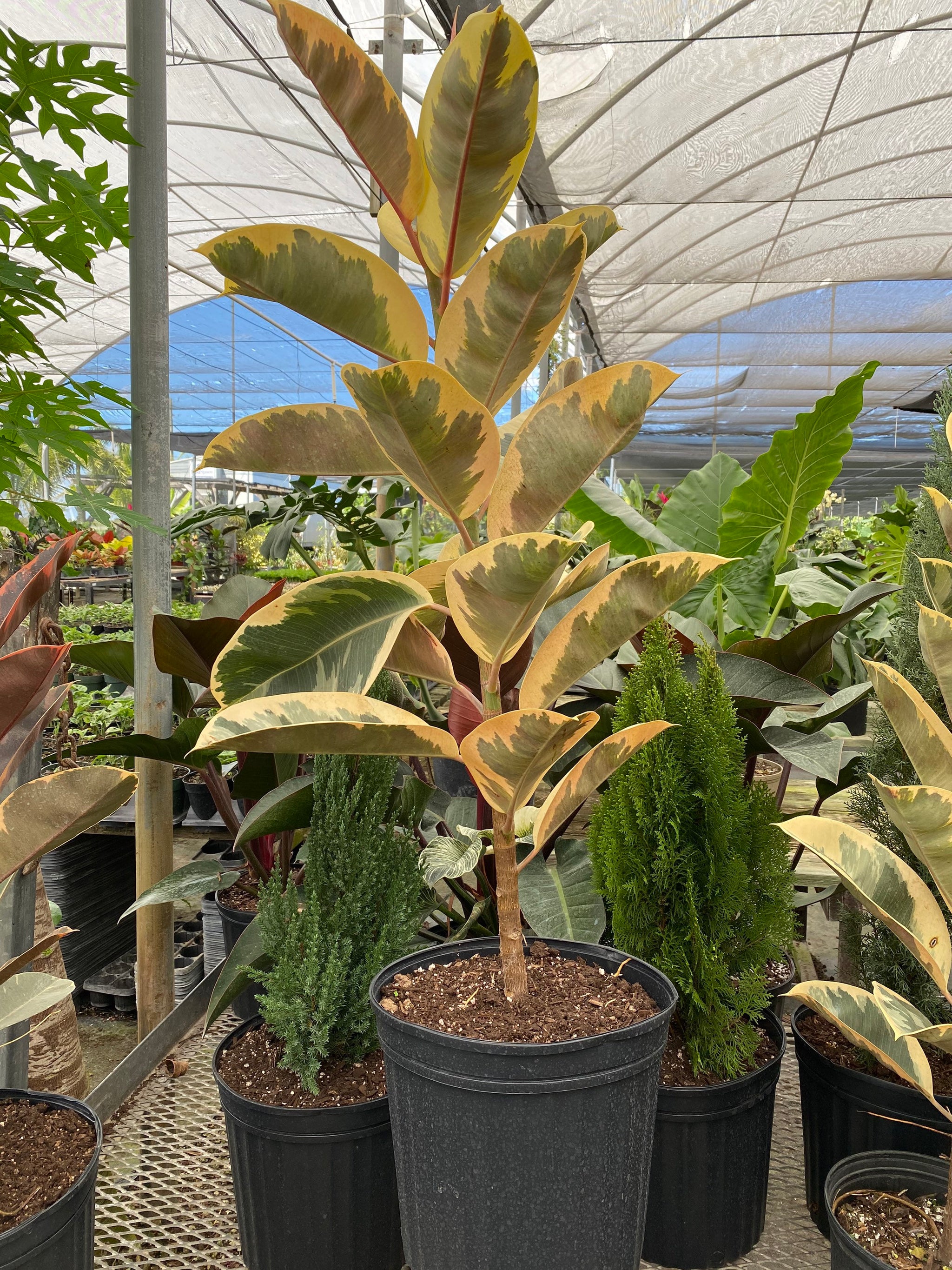 Ficus Tineke Tree Form Single, Variegated Elastica Rubber Tree Decora ...