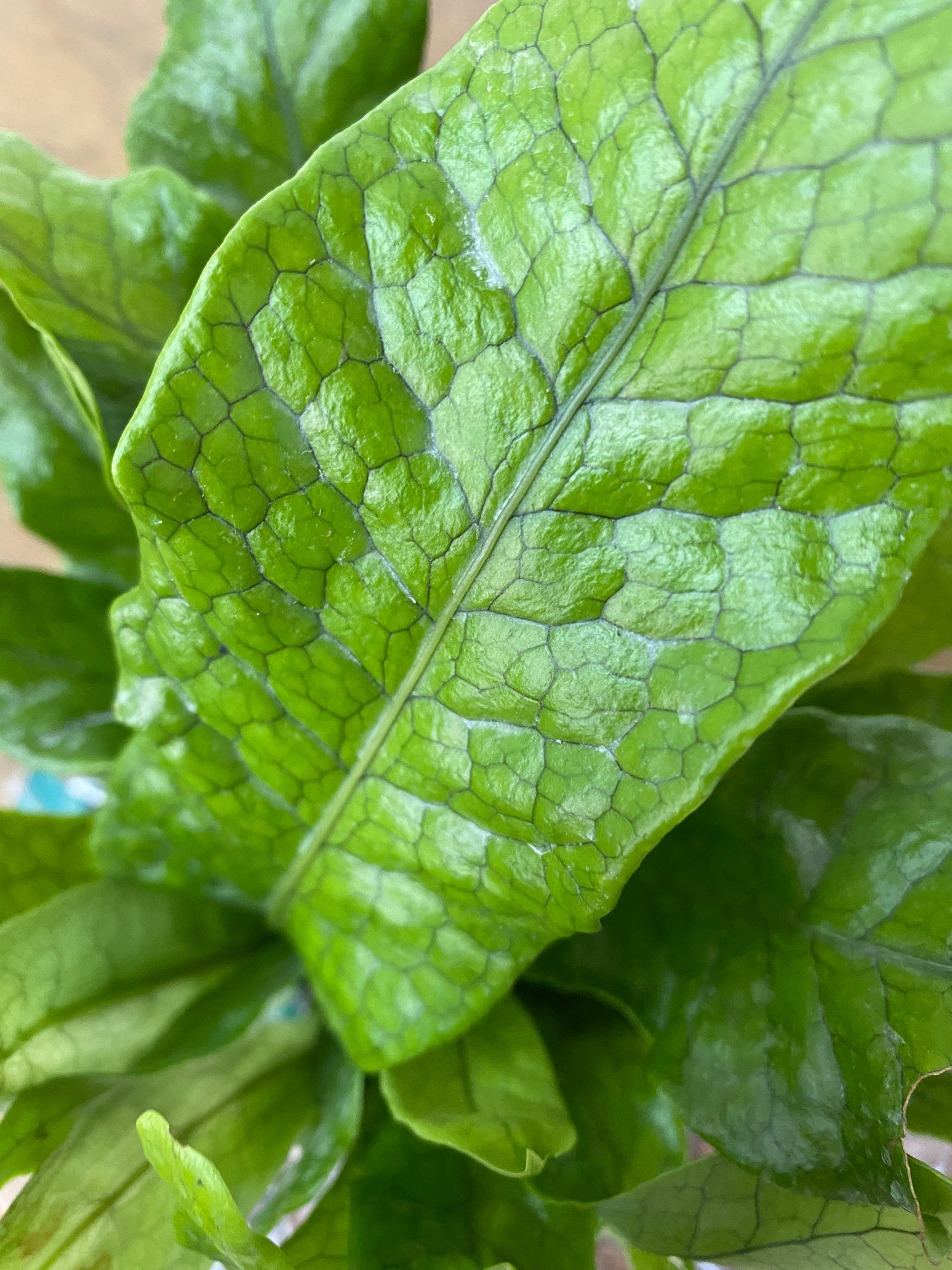 Crocodile Fern, Crocodylus Fern – Eureka Farms