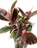 Explore the Collection of Ficus Ruby Bush | Eureka Farms