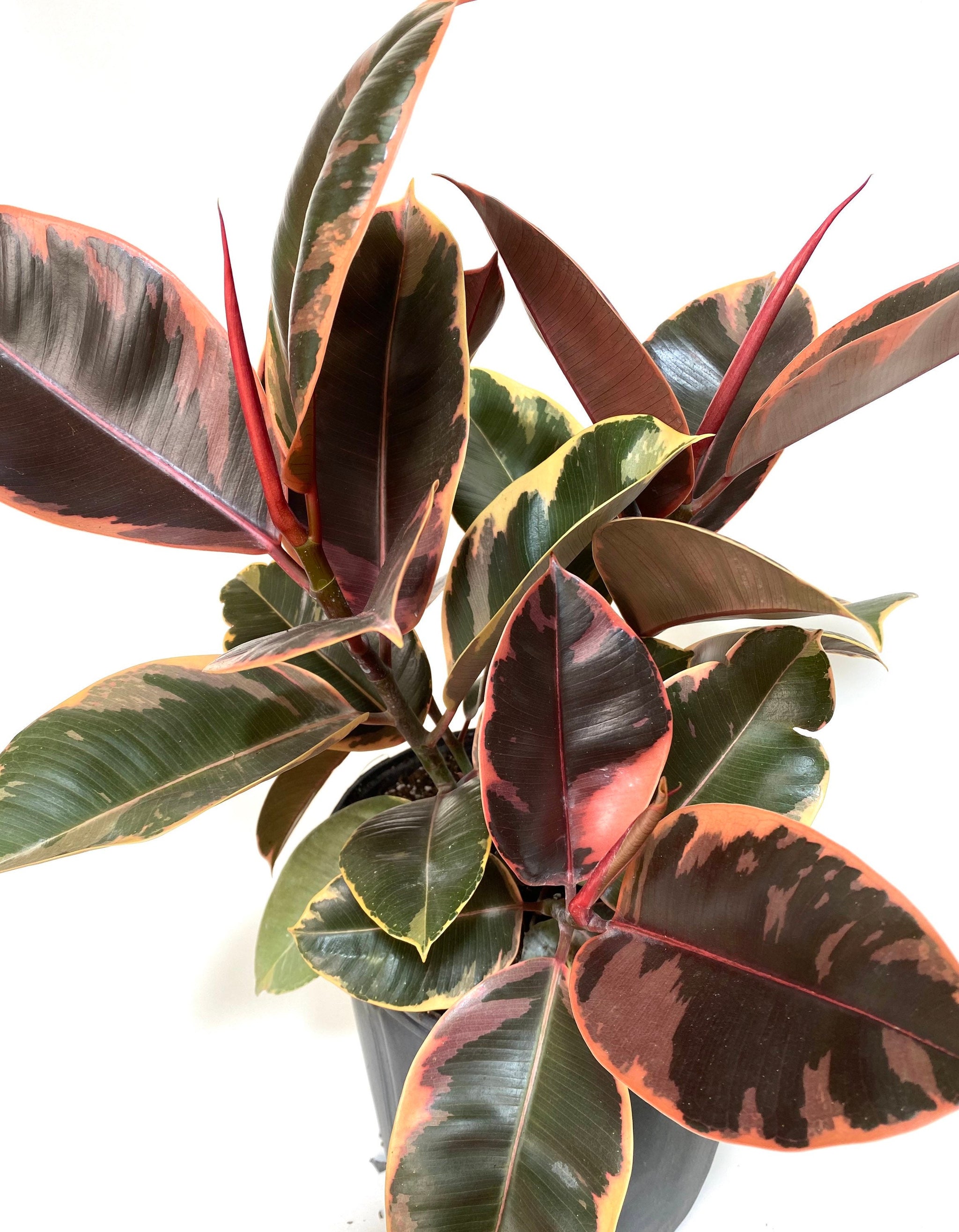 Ficus Ruby Bush, Rubber Tree Live Plant Indoor Air Purifier – Eureka Farms