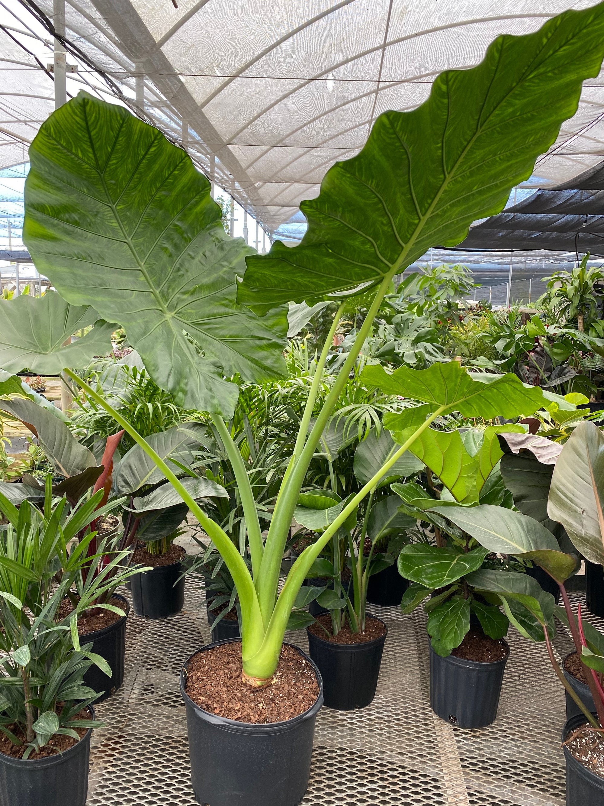Alocasia Borneo Giant Elephant Ear | Eureka Farms
