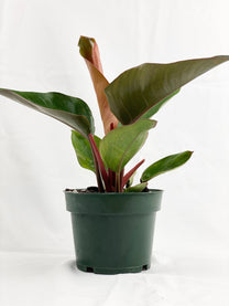 Philodendron Red Congo, Tropical Forest Plant – Eureka Farms
