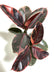 Explore the Collection of Ficus Ruby Bush | Eureka Farms