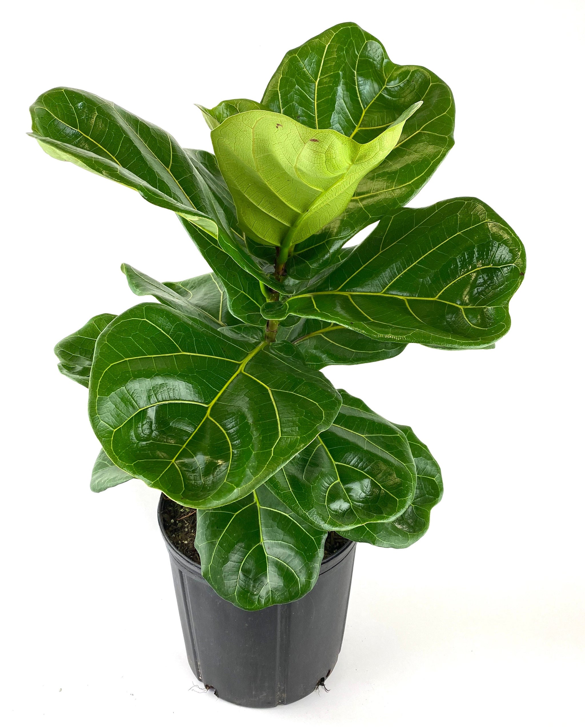 Ficus Lyrata Bush, Fiddle Leaf Fig Tree – Eureka Farms