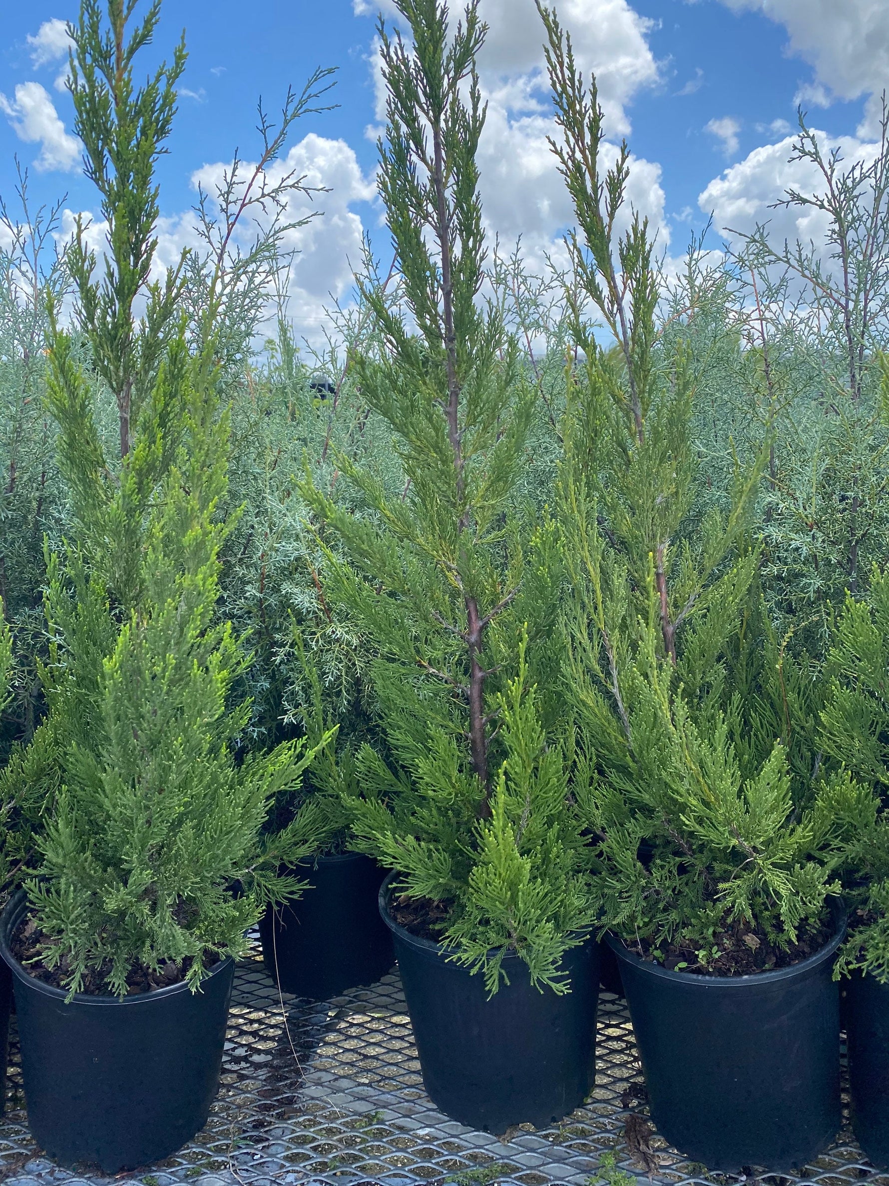 Hetzii Green Columnar Juniper | Eureka Farms
