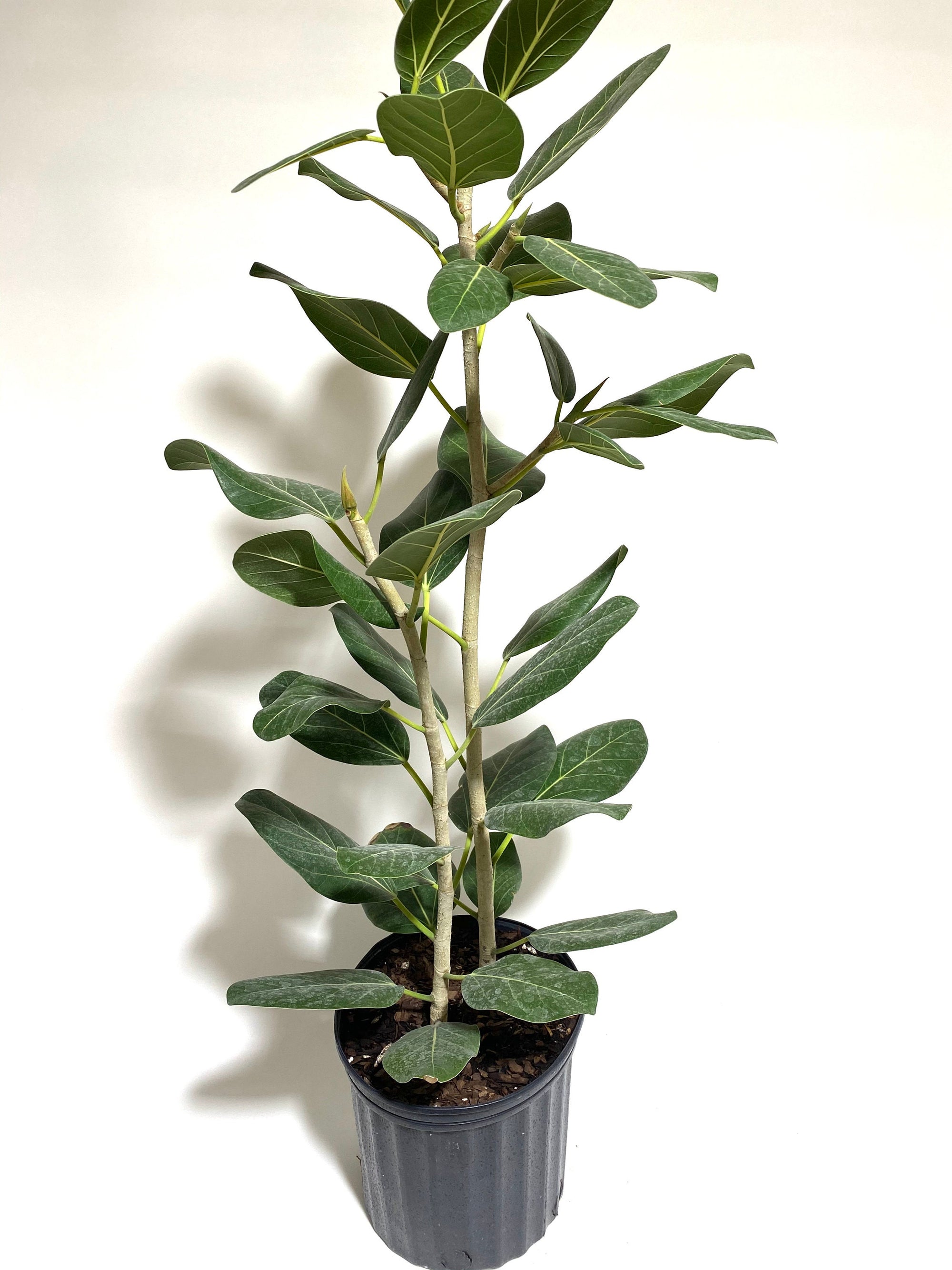 Buy Ficus Audrey Bush Form | Eureka Farms