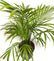 Majesty Palm, Ravenea Rivularis Live Indoor Plant | Eureka Farms