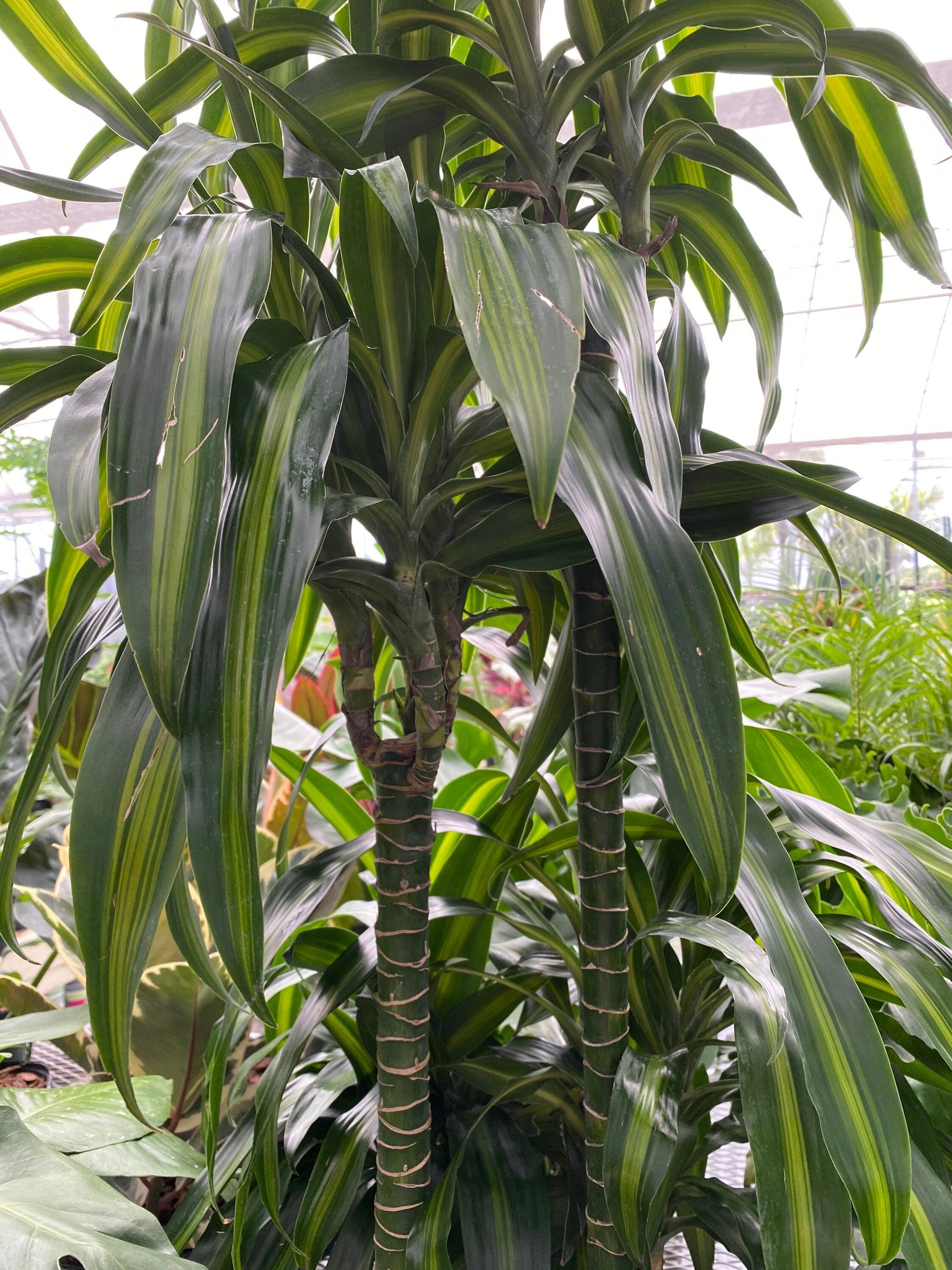 Explore Dracaena Hawaiian Sunshine | Eureka Farms
