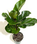 Explore Our Ficus Bambino Bush | Eureka Farms