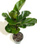 Buy Ficus Bambino Tree Form Multi | Eureka Farms