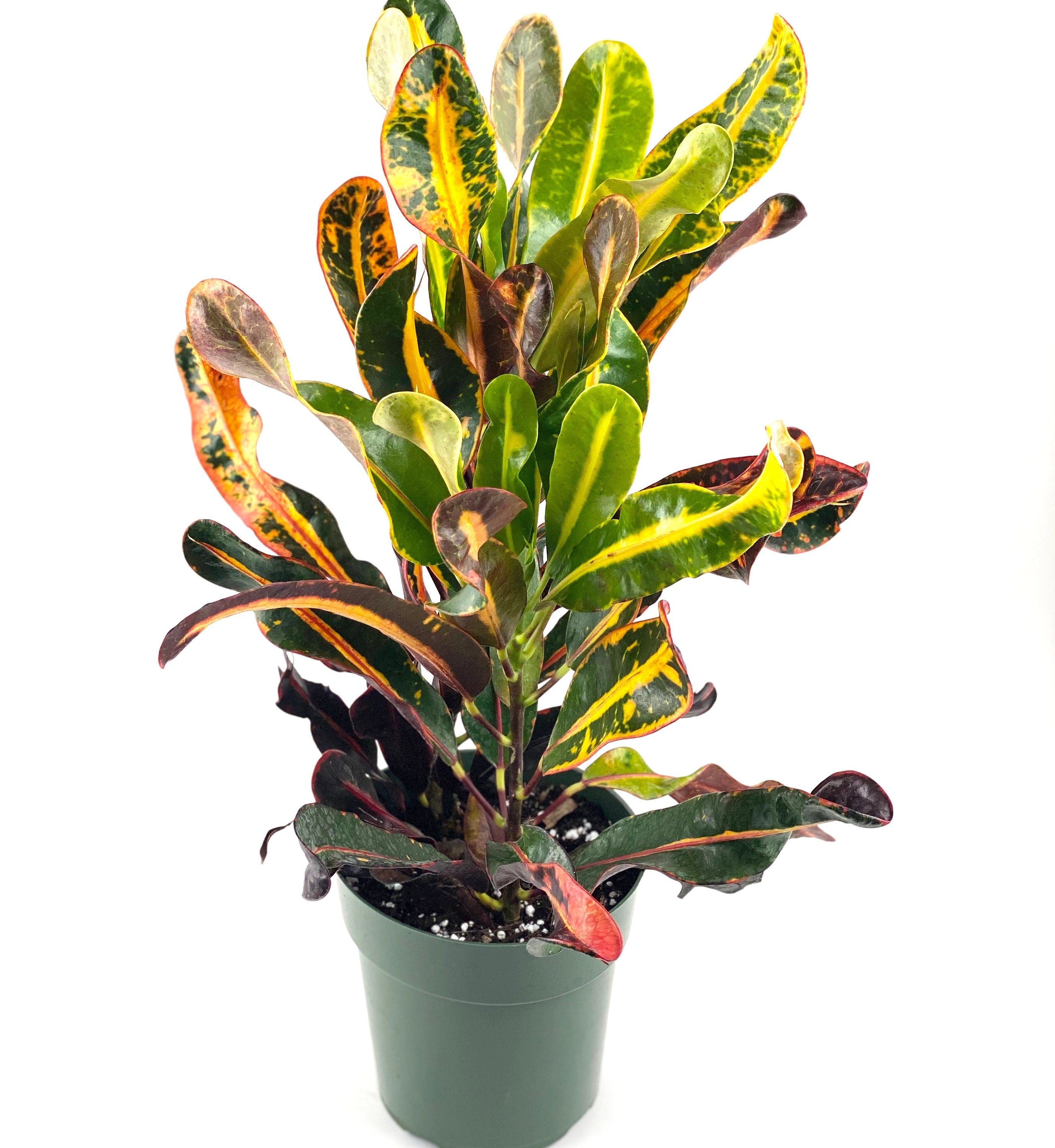 Shop Our Croton Mammy Red | Eureka Farms
