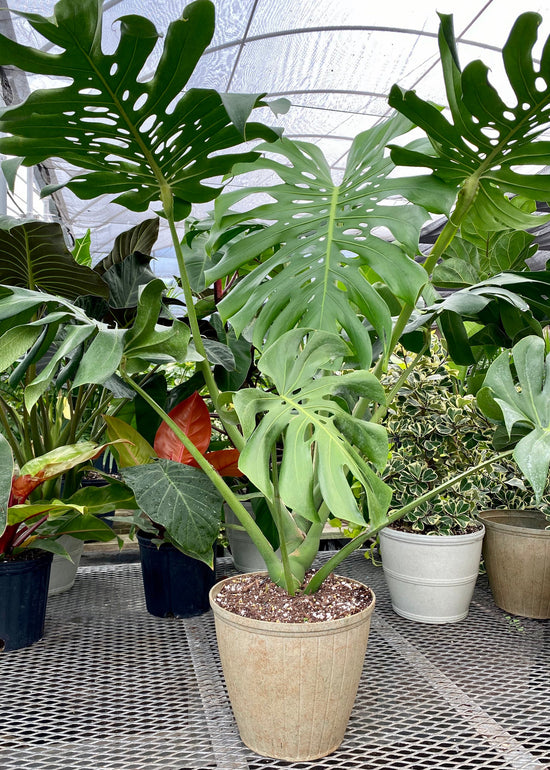 Monstera Deliciosa, Swiss Cheese – Eureka Farms