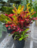 Shop Our Croton Mammy Red | Eureka Farms